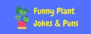 30+ Hilarious Plant Jokes And Puns! | LaffGaff