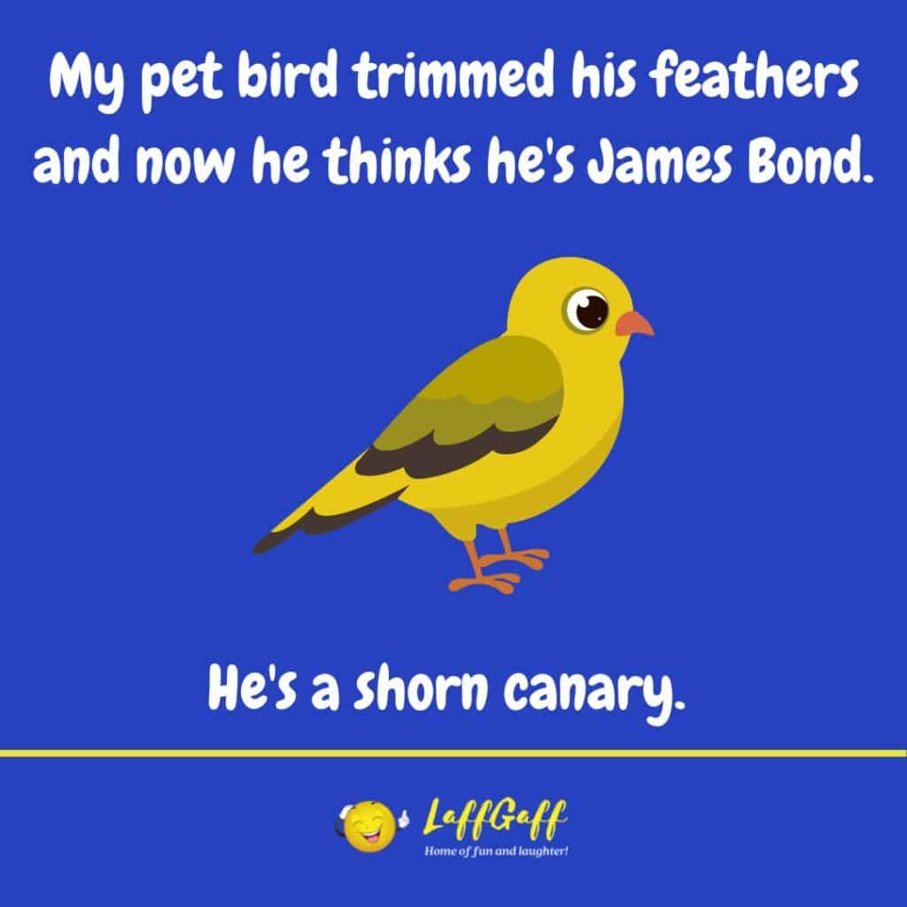 Funny Pet Bird Joke! | LaffGaff